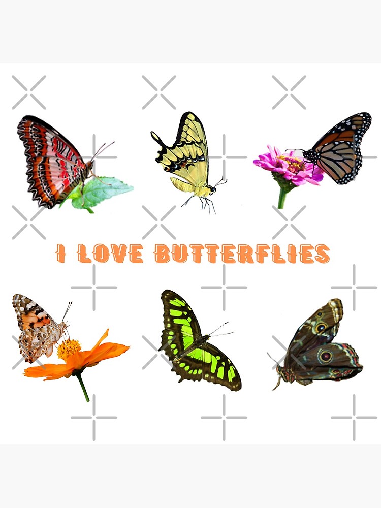 Póster «Amo las mariposas - Paquete variado de mariposas» de molamode ...
