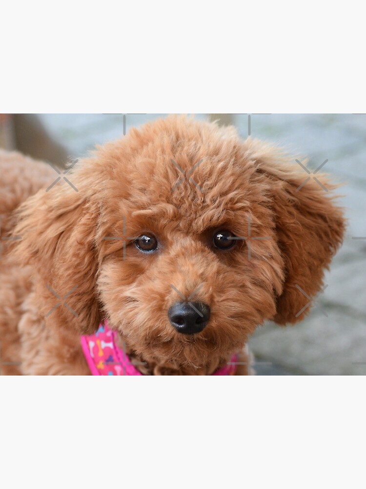 "Toy Poodle Face" Poster for Sale by northstardc4m | Redbubble