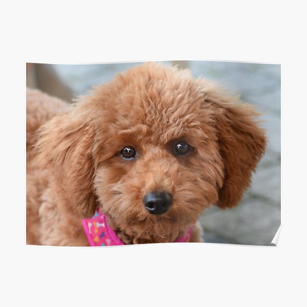 "Toy Poodle Face" Poster for Sale by northstardc4m | Redbubble