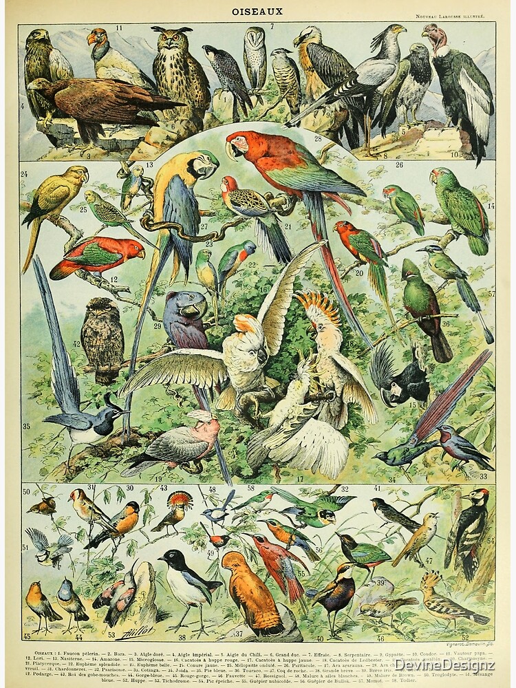 "Adolphe Millot Oiseaux A" Poster by DevineDesignz | Redbubble