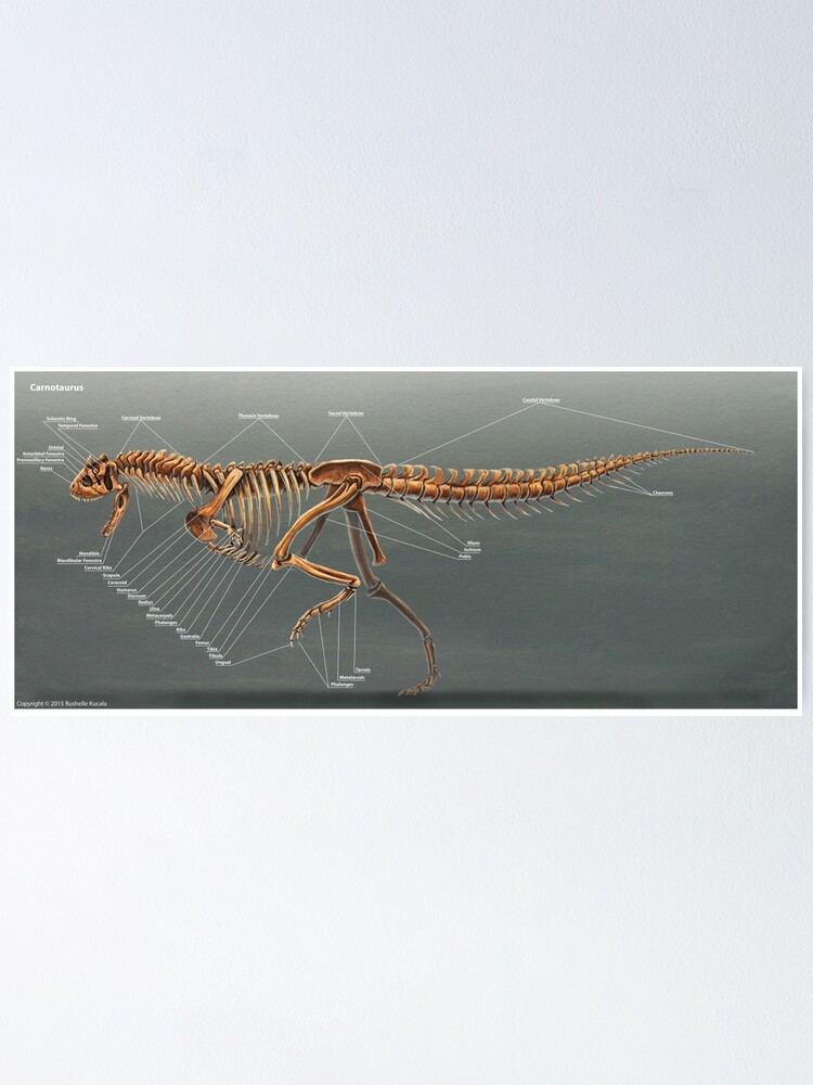 "Carnotaurus Skeleton Study" Poster by Thedragonofdoom | Redbubble