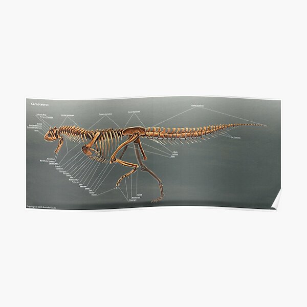 "Carnotaurus Skeleton Study" Poster by Thedragonofdoom | Redbubble