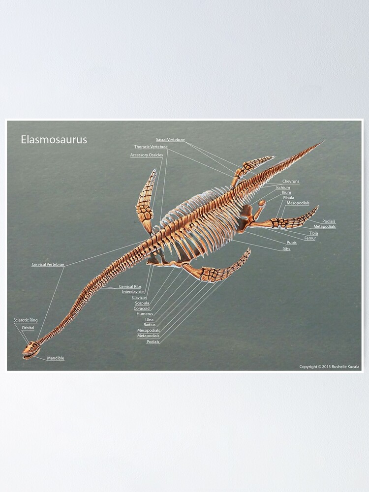 "Elasmosaurus Skeleton Study" Poster for Sale by Thedragonofdoom ...
