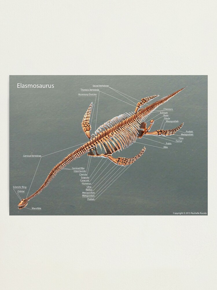 "Elasmosaurus Skeleton Study" Photographic Print for Sale by ...