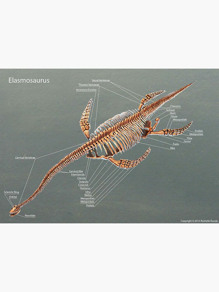 "Elasmosaurus Skeleton Study" Sticker by Thedragonofdoom | Redbubble