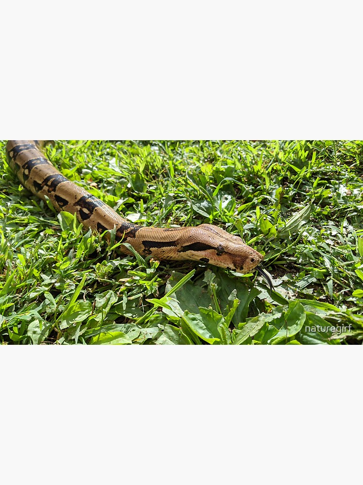 "Boa Constrictor" Sticker for Sale by naturegirf | Redbubble