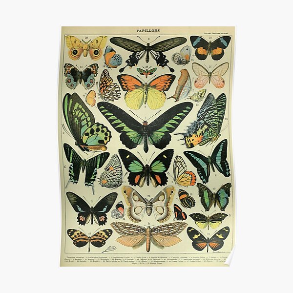 Art & Collectibles Butterfly Set of 3 Spiritual meaning Moths Papyrus ...