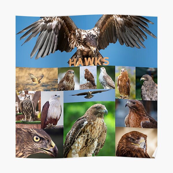 "Haunting Hawks" Poster by MyLifeMatters20 | Redbubble