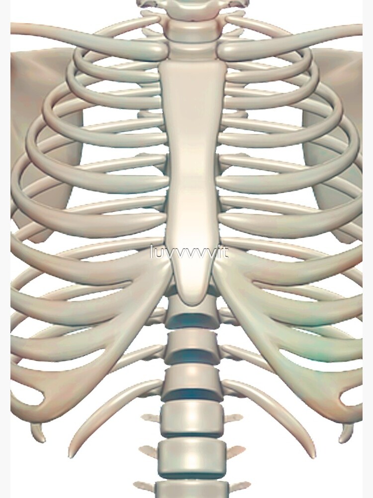 Cuaderno de espiral «Esqueleto Huesos Del Pecho Anatomía Médica» de ...