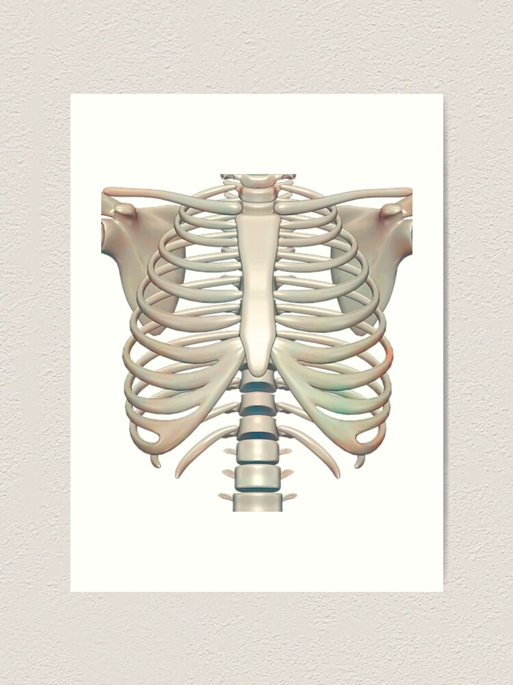 Lámina artística «Esqueleto Huesos Del Pecho Anatomía Médica» de ...