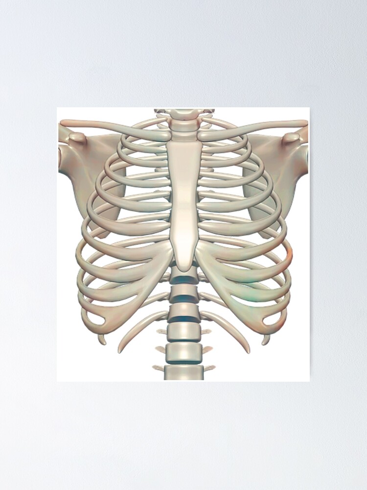 "Skeleton Chest Bones Medical Anatomy" Poster for Sale by luvvvvvit ...