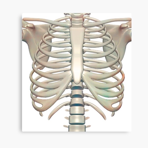 Lienzo «Esqueleto Huesos Del Pecho Anatomía Médica» de luvvvvvit ...