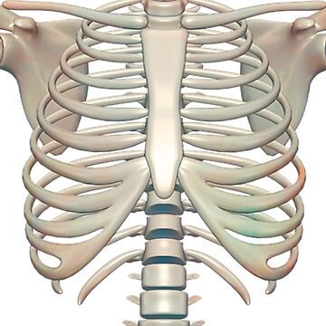 "Skeleton Chest Bones Medical Anatomy" Photographic Print for Sale by ...