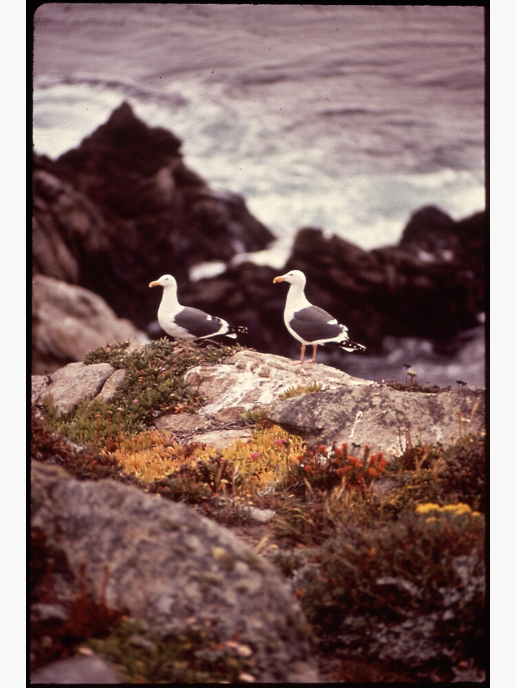 "CALIFORNIA POINT LOBOS RESERVE NARA 543281" Sticker for Sale by ...