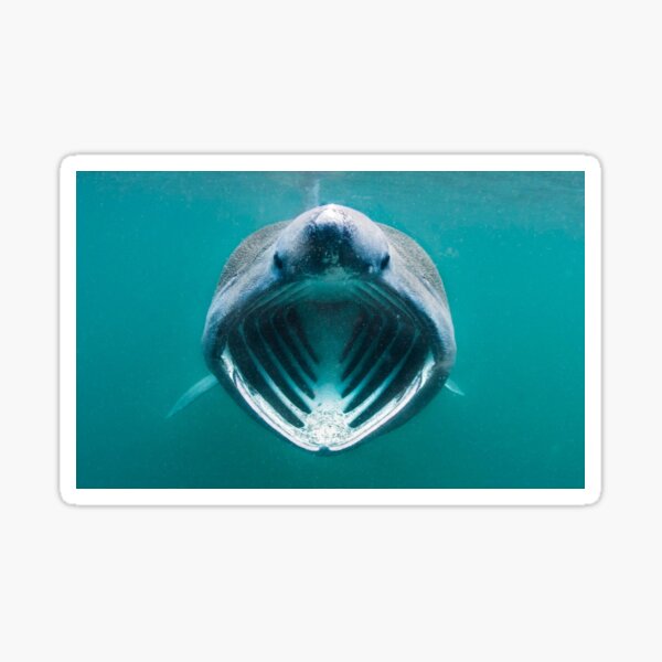 "Basking sharks" Sticker for Sale by Medika12 | Redbubble