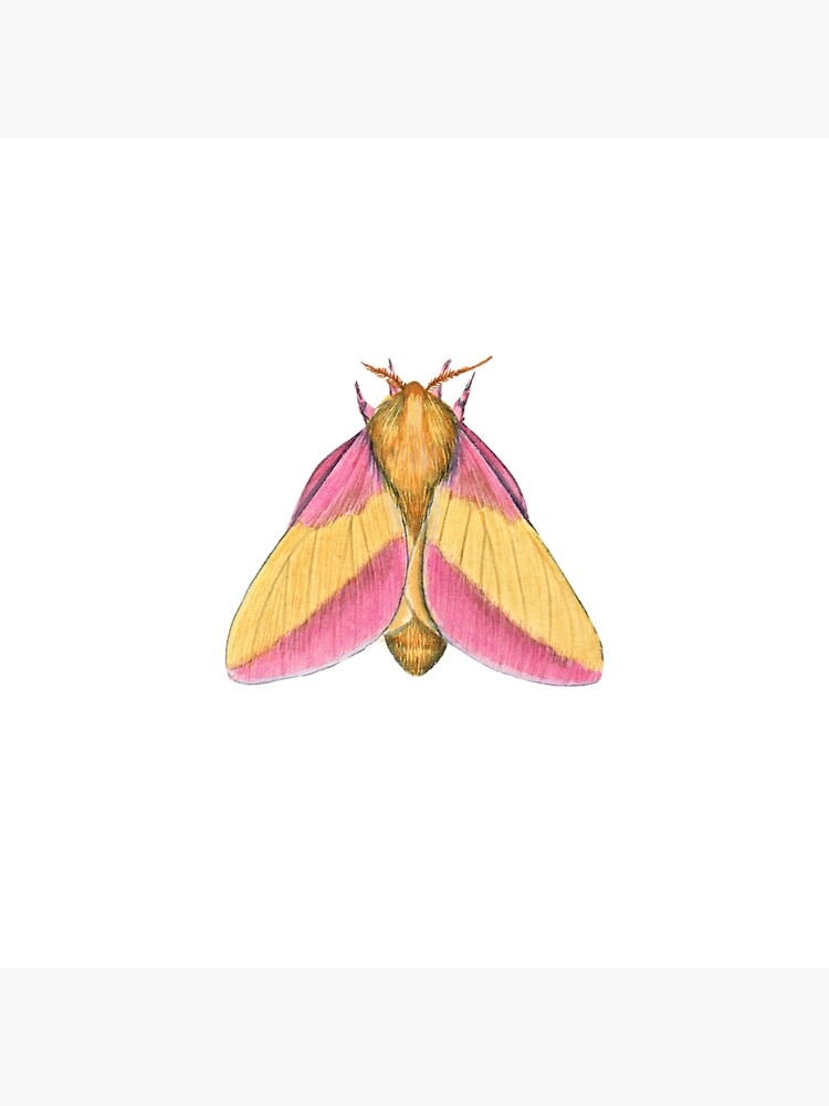 Rosy Maple Moth Flying