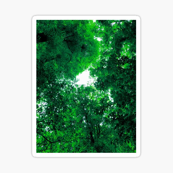 "Head Into the light, Forest canopy." Sticker for Sale by CClarkePhotos ...