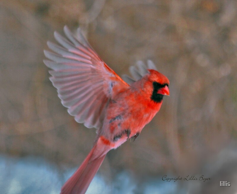 ""Flying Cardinal"" by lillis | Redbubble