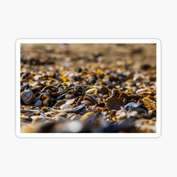 "Shellfish" Sticker by fluidartstudio | Redbubble