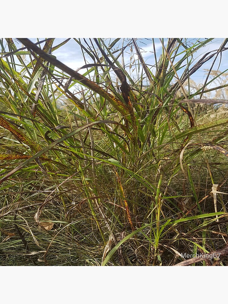 "REED CAMO OUTDOOR COLLECTION" Sticker for Sale by MerchKing67 | Redbubble