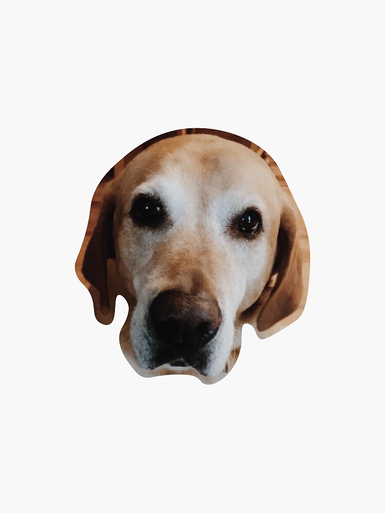 "Milkshake the Goodest Boy" Sticker by haleyharms | Redbubble