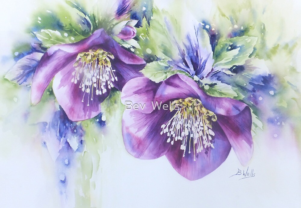"Large Hellebore" by Bev Wells | Redbubble
