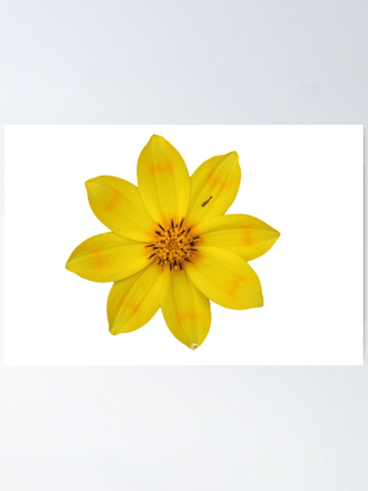 "adey abeba" Poster for Sale by betibz | Redbubble