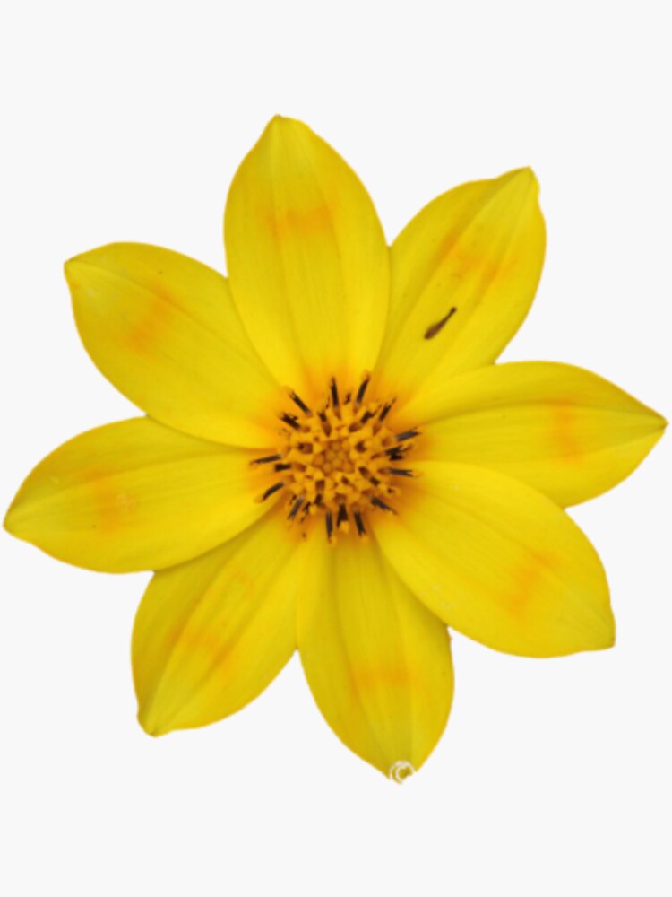 "adey abeba" Sticker for Sale by betibz | Redbubble