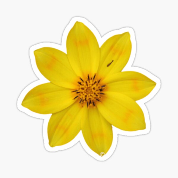 "adey abeba" Sticker for Sale by betibz | Redbubble