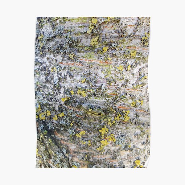 "Tree Bark " Poster for Sale by AriBoettcher | Redbubble
