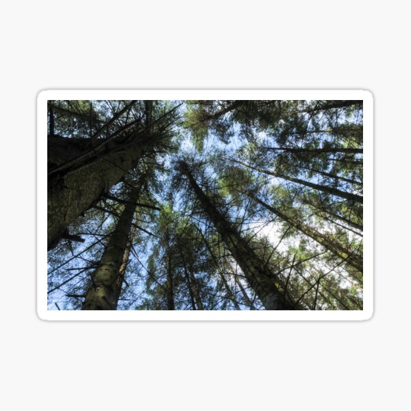 "Forest canopy" Sticker for Sale by jennyb111 | Redbubble