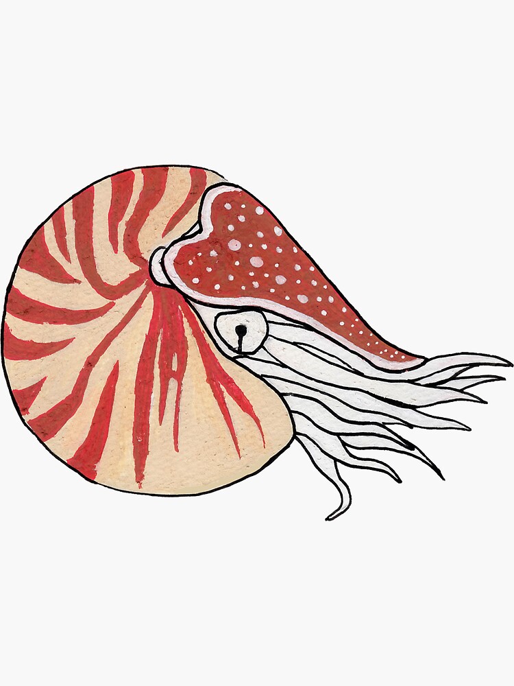 "Nautilus" Sticker by junibud | Redbubble