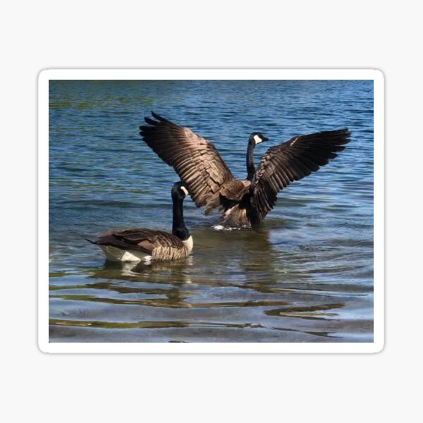 "Canadian Geese" Sticker for Sale by jusdowski | Redbubble