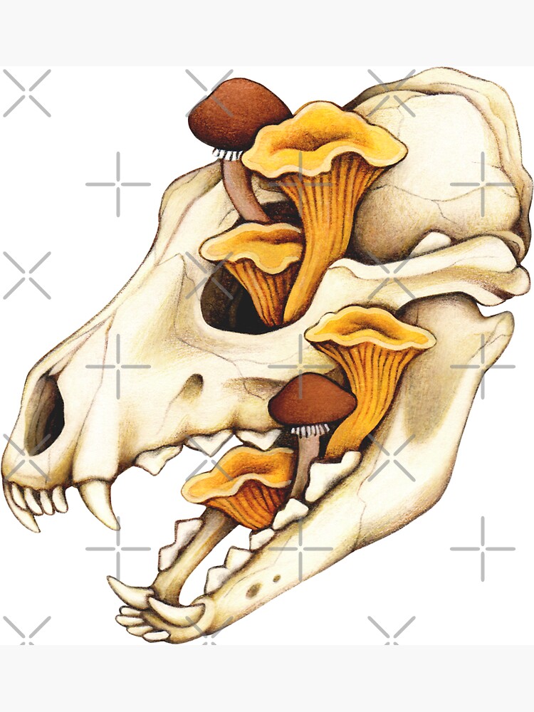 "Vulture Culture Canine Skull with Fungus Fungi Mushroom Wolf Sull Fox ...