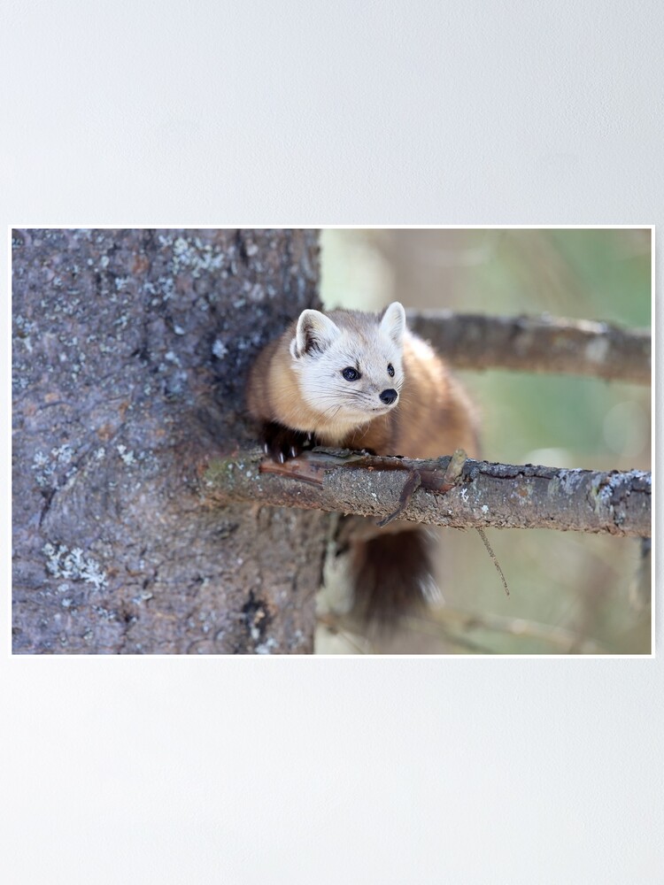 "American Marten" Poster by mlorenz | Redbubble