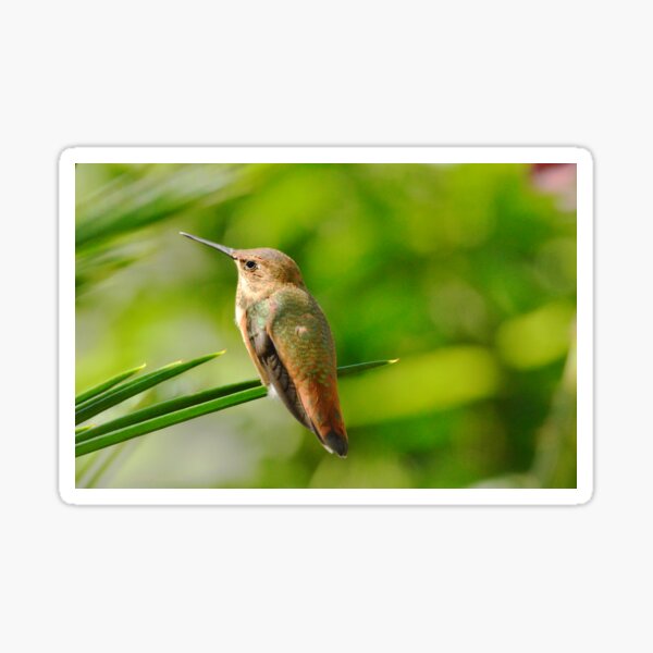 "Brilliant Rufous Colors" Sticker by Tdcc2000 | Redbubble