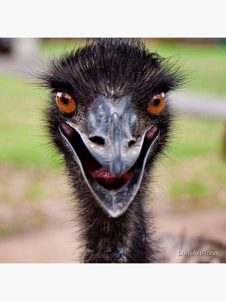 "Cute Emu" Coasters (Set of 4) for Sale by LorisArtRoom | Redbubble