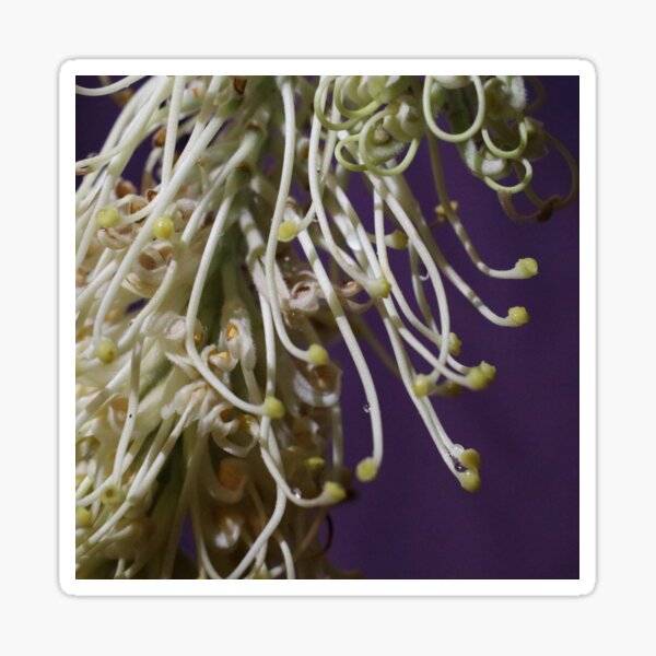 "Aussie Grown, 2" Sticker for Sale by GTreagus | Redbubble