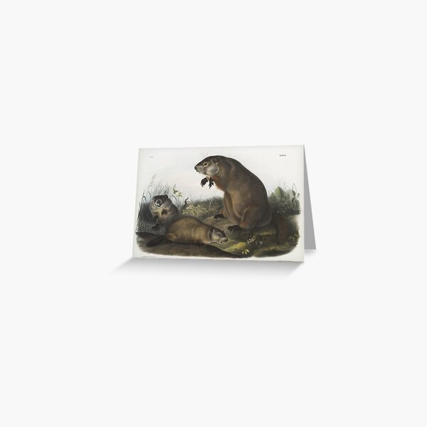 "Terror Horror Groundhogs of John Woodhouse Audubon" Greeting Card by ...