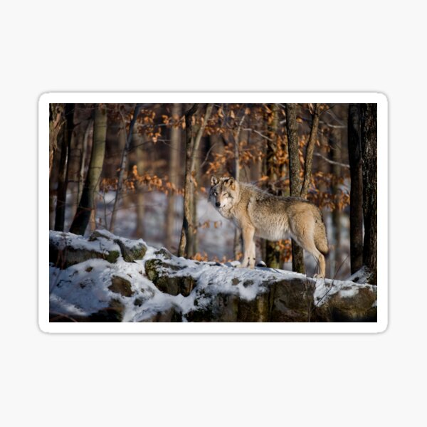 "Timber Wolf" Sticker for Sale by WolvesOnly | Redbubble