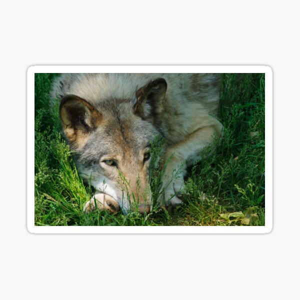 "Timber Wolf" Sticker by WolvesOnly | Redbubble