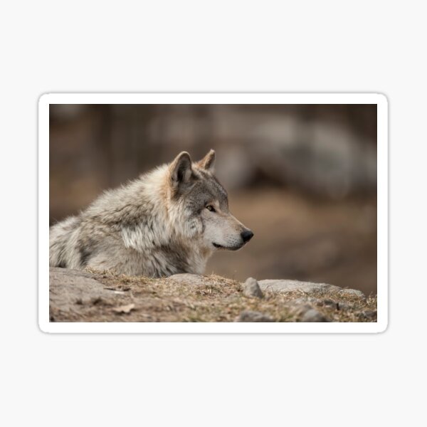 "Timber Wolf" Sticker for Sale by WolvesOnly | Redbubble