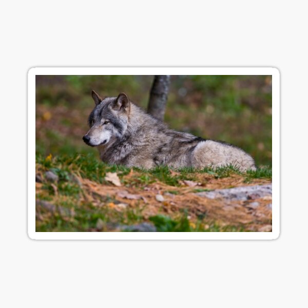 "Timber Wolf" Sticker by WolvesOnly | Redbubble