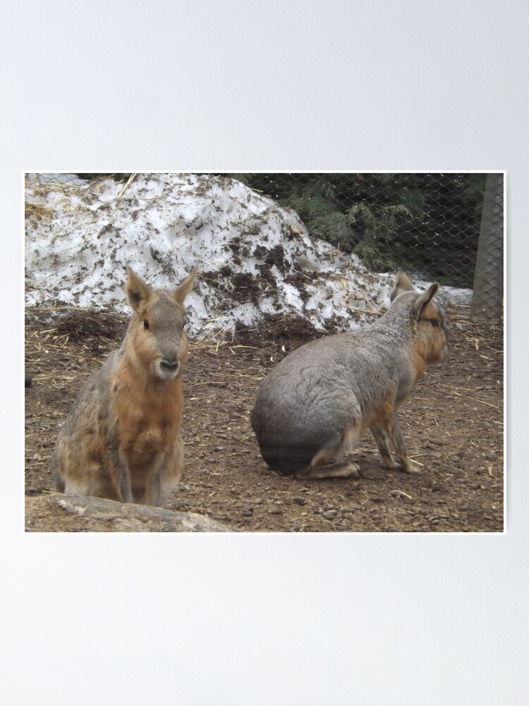"Patagonian Cavy, Central Park Zoo, New York City" Poster by lenspiro ...
