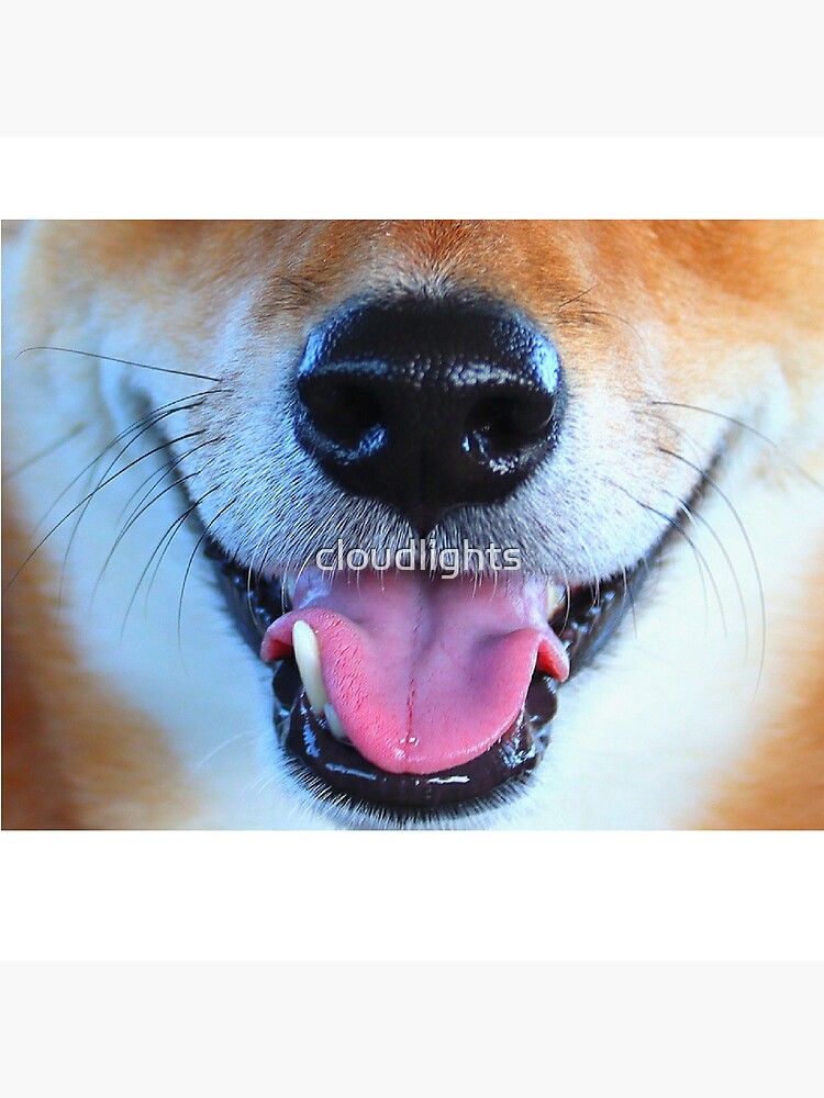 Póster «Shiba Inu Doge smile Cara de perro gracioso» de cloudlights ...