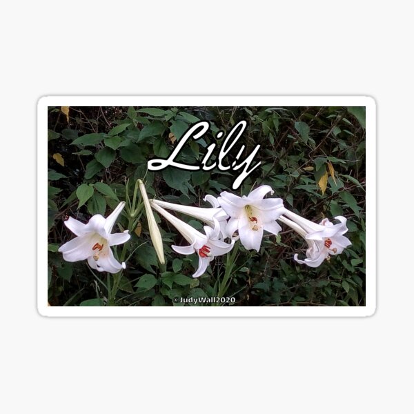 "Lily Wall Banner" Sticker for Sale by JudyWall | Redbubble