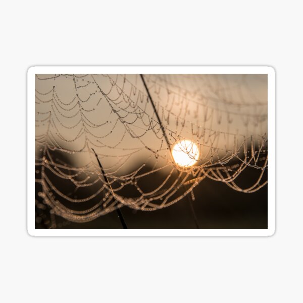 "Spider web" Sticker for Sale by K-Rahn | Redbubble