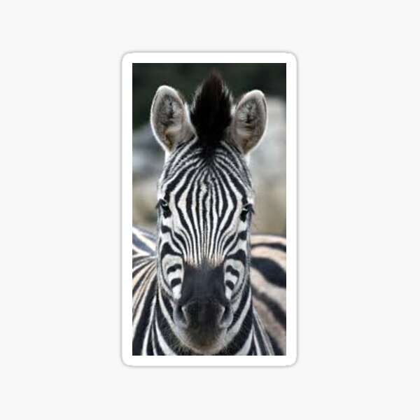 "zebra from front" Sticker for Sale by poolfrehufa | Redbubble