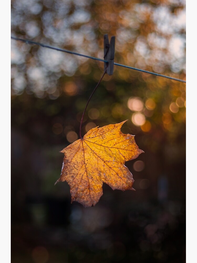 "A Leaf on the Washing Line" Poster by Kipcio | Redbubble