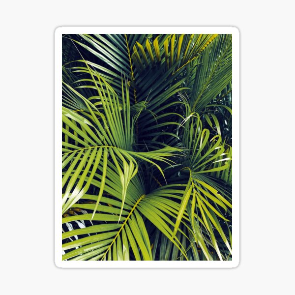"Tropical Palm Leaves" Sticker for Sale by Leywald | Redbubble